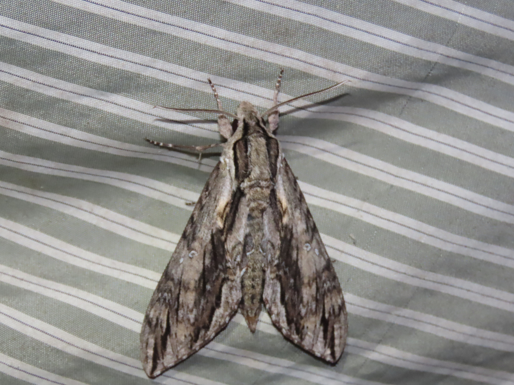 Istar Sphinx from AZ-366, Willcox, AZ 85643, USA on July 15, 2023 at 12 ...