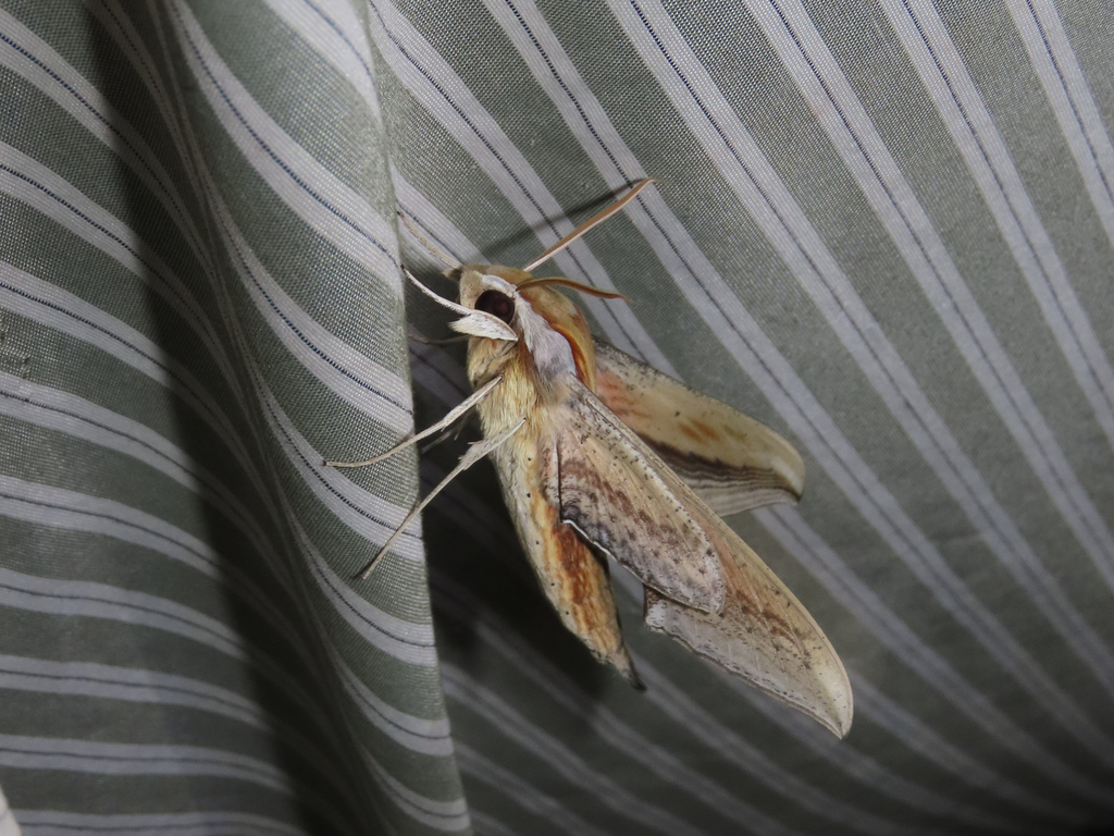 Falcon Sphinx from AZ-366, Willcox, AZ 85643, USA on July 15, 2023 at ...