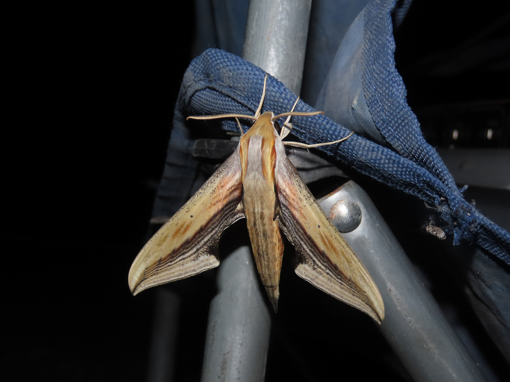 Falcon Sphinx from AZ-366, Willcox, AZ 85643, USA on July 15, 2023 at ...