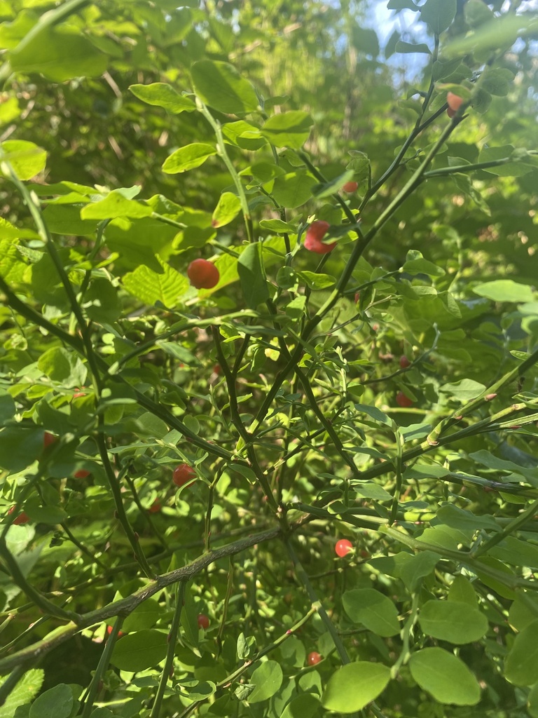 Red Huckleberry from Magee Rd, Quilcene, WA, US on July 18, 2023 at 03: ...
