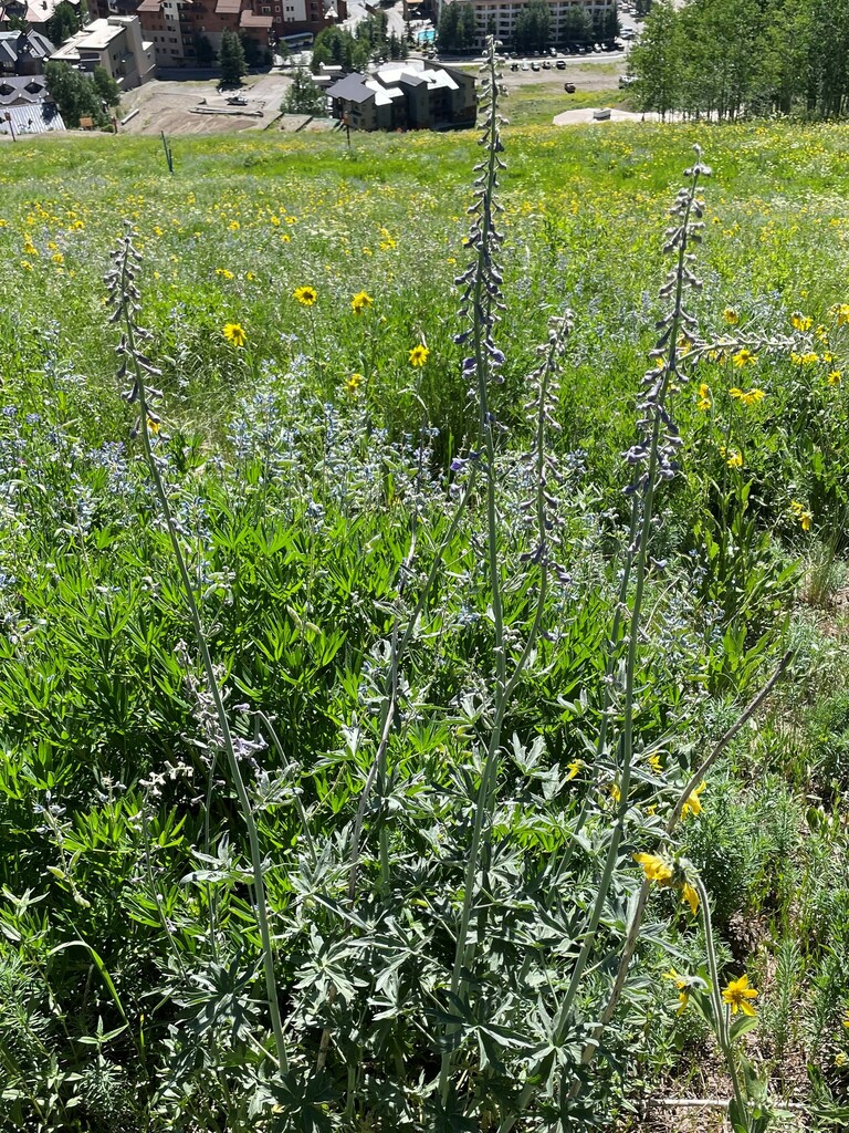 Subalpine Larkspur from Gunnison County, CO, USA on July 16, 2023 at 04 ...