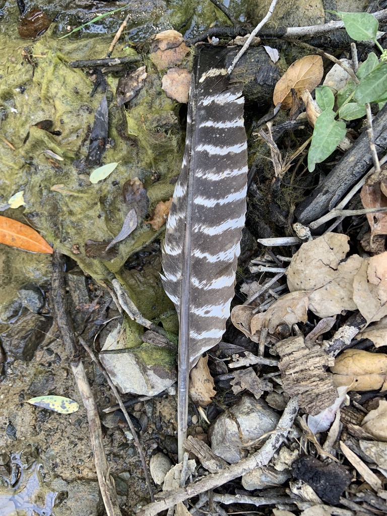 Wild Turkey from Mount Diablo State Park, Walnut Creek, CA, US on July ...