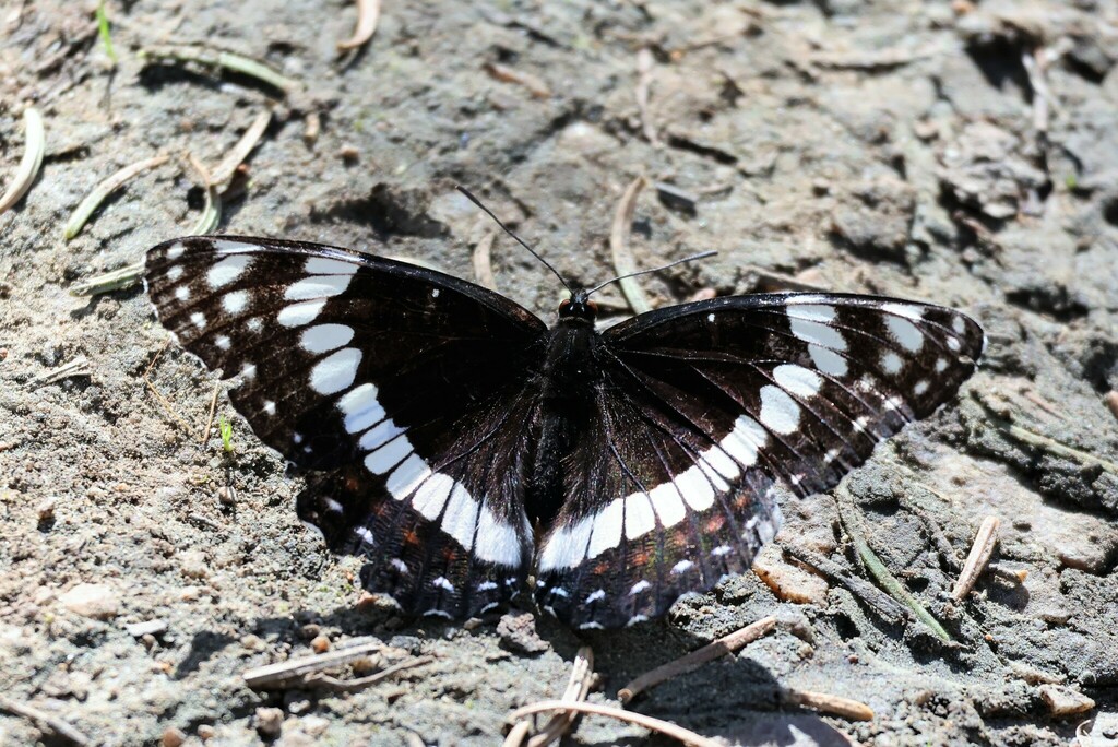 Weidemeyer's Admiral from Osceola Ditch Trail, White Pine County, NV ...