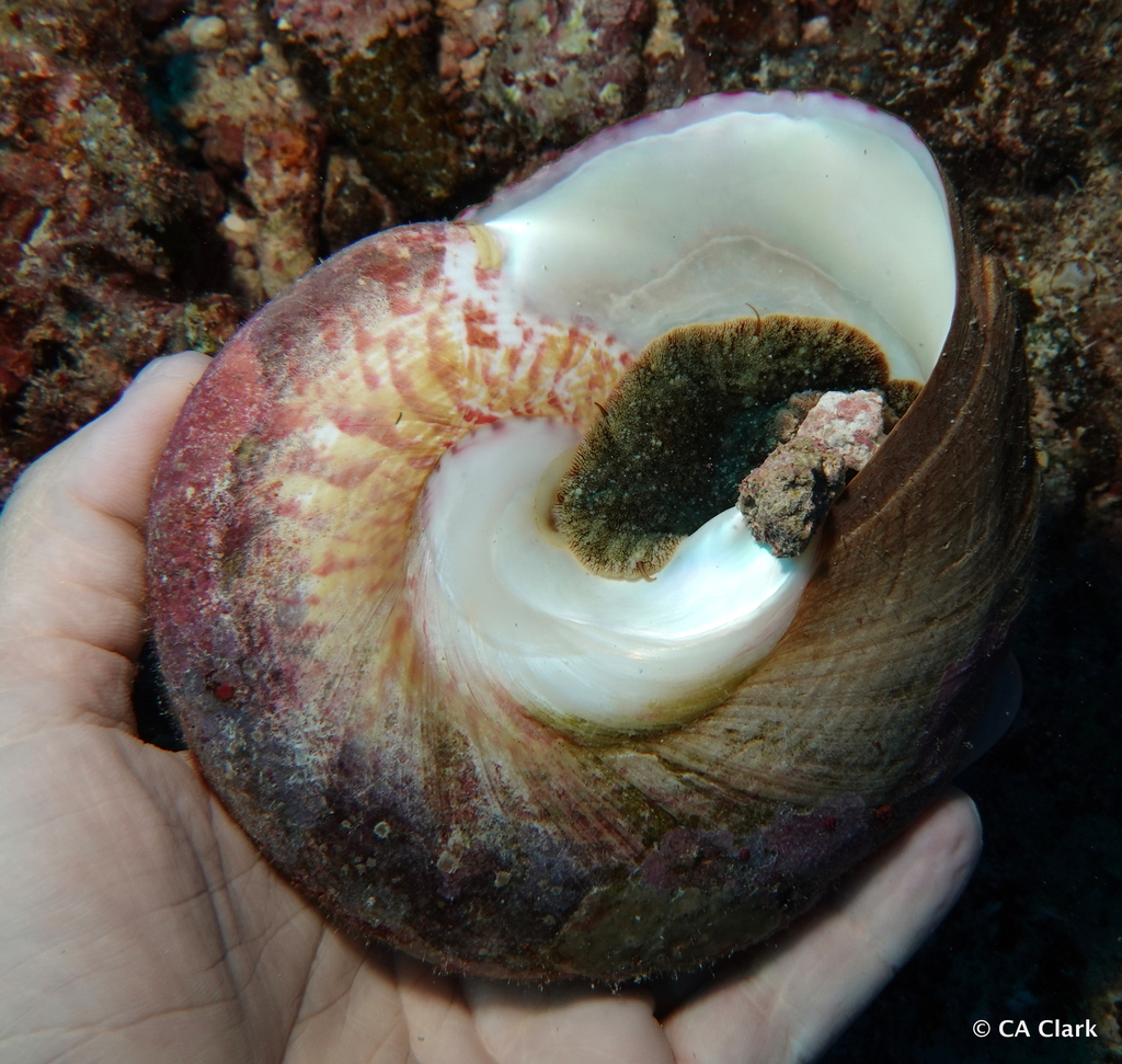 Commercial Top Shell from Mo'orea, French Polynesia on July 5, 2023 at ...