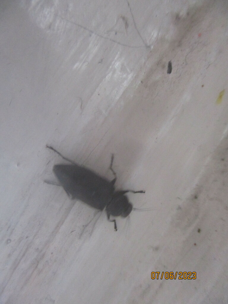 Black Fire Beetle from Central Vancouver, Vancouver, BC, Canada on July ...