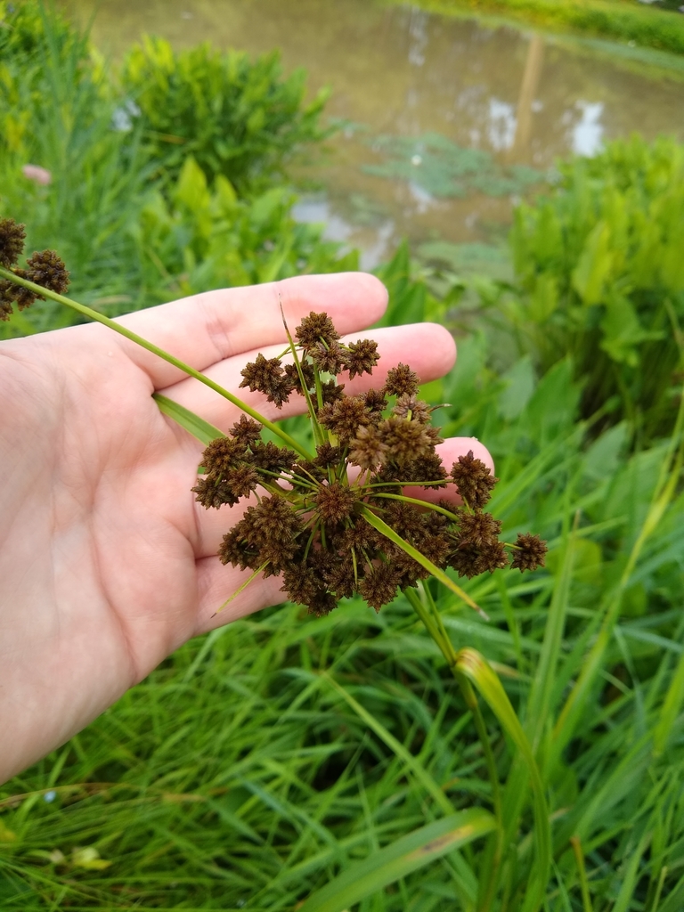 dark green bulrush from Windsor, CT 06095, USA on July 18, 2023 at 06: ...