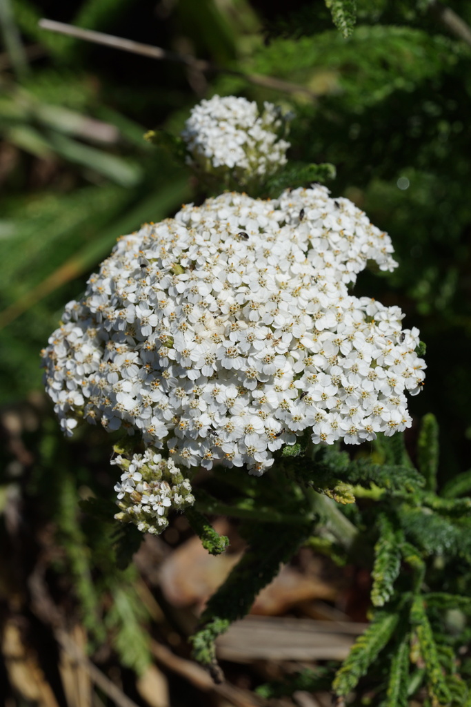 common yarrow from Olympic, Olympic National Park, Jefferson County, US ...