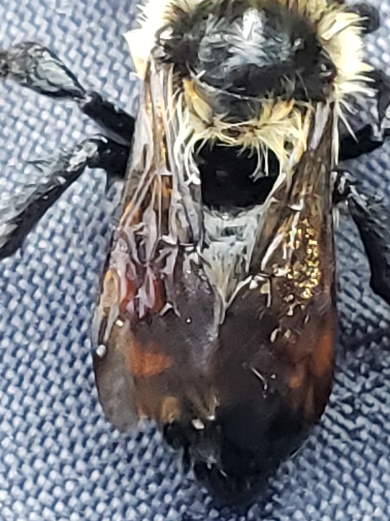 Tricolored Bumble Bee from Massey Acres on July 18, 2023 at 08:02 PM by ...