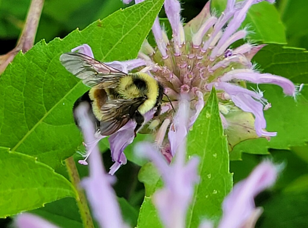 Rusty-patched Bumble Bee in July 2023 by rbumann. foraging on Monarda ...