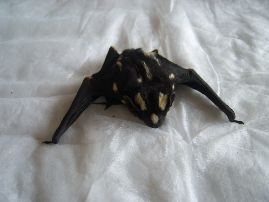 Pied Bat from Mbiye Island on February 19, 2012 by Jakob Fahr. Gembu ...