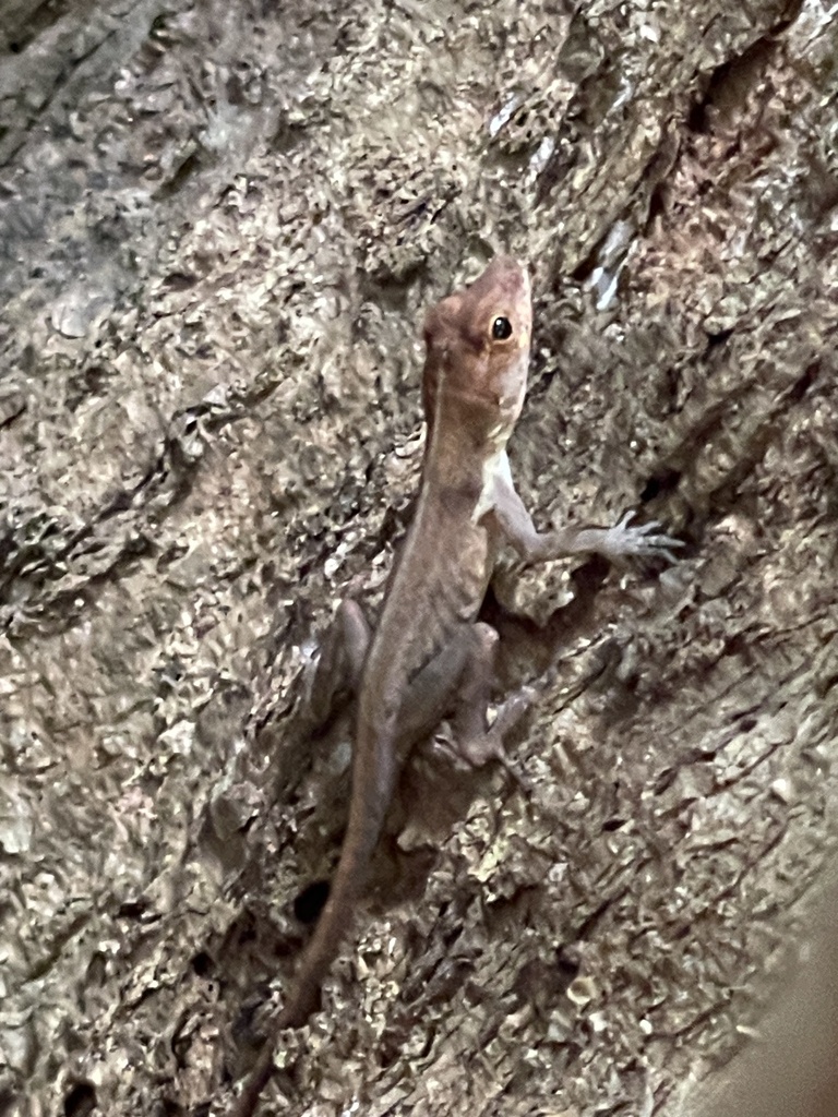 Crested Anole from Puerto Rico, Humacao, Puerto Rico, US on July 18 ...