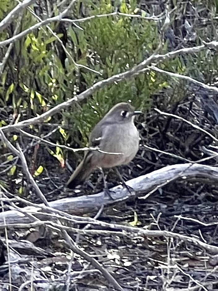 Southern Scrub-Robin from The Coorong, AU-SA, AU on July 19, 2023 at 09 ...