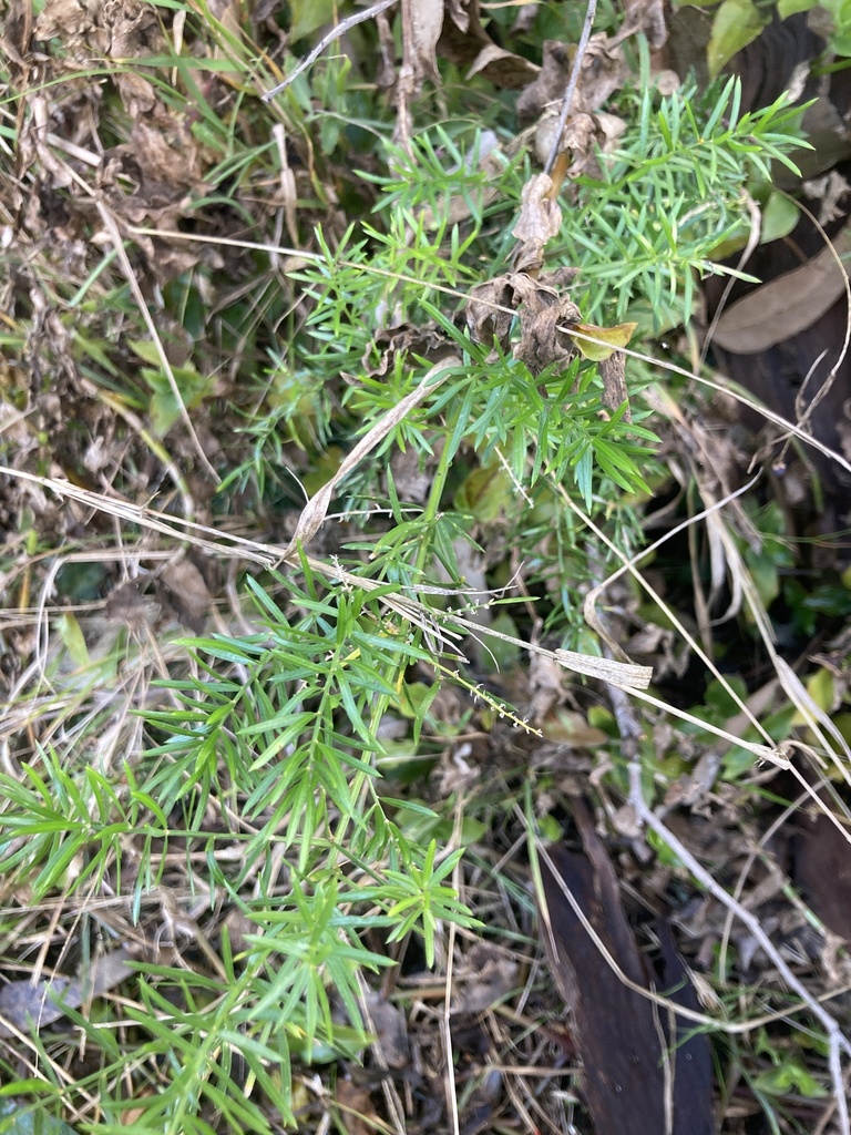 African Asparagus from Ingleburn, NSW, AU on July 19, 2023 at 10:31 AM ...