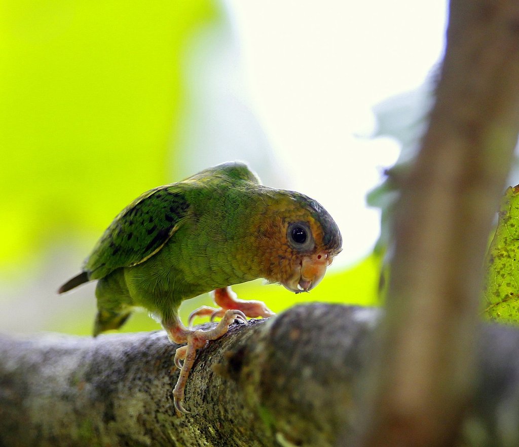 Buff-faced Pygmy-Parrot (Micropsitta pusio) - Avian Discovery
