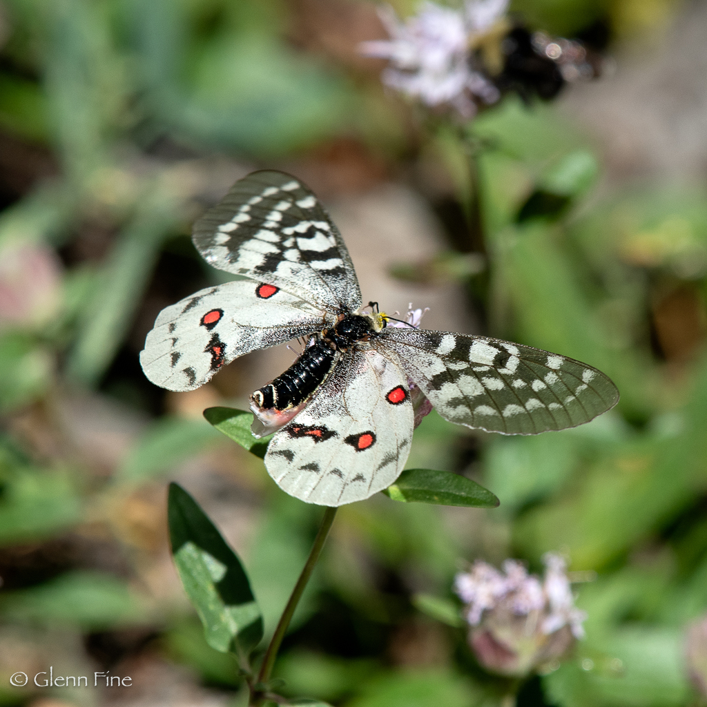 Clodius Parnassian from Siskiyou County, CA, USA on July 17, 2023 by ...