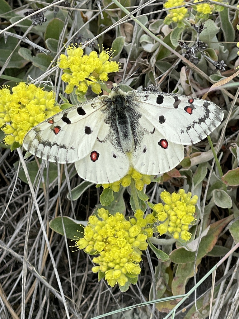 Rocky Mountain Parnassian in July 2023 by christian_nunes · iNaturalist