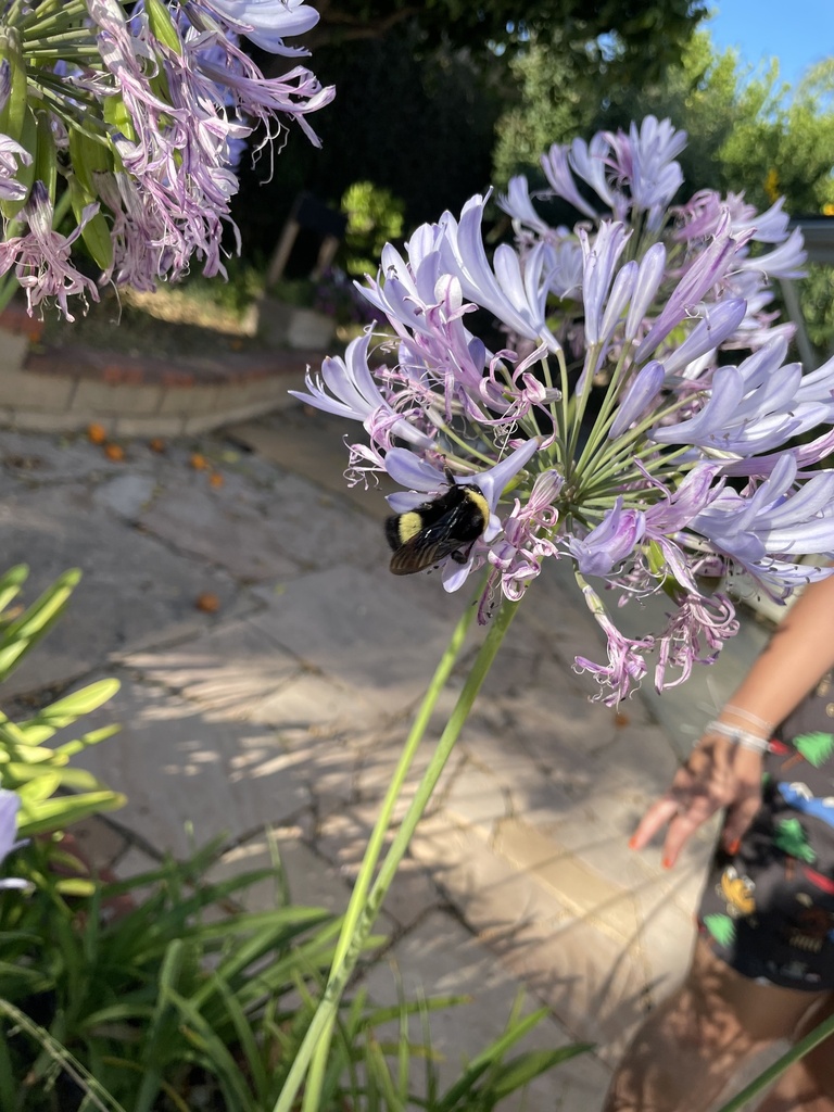 Crotch's Bumble Bee from Pebblestone Pl, Simi Valley, CA, US on July 18 ...