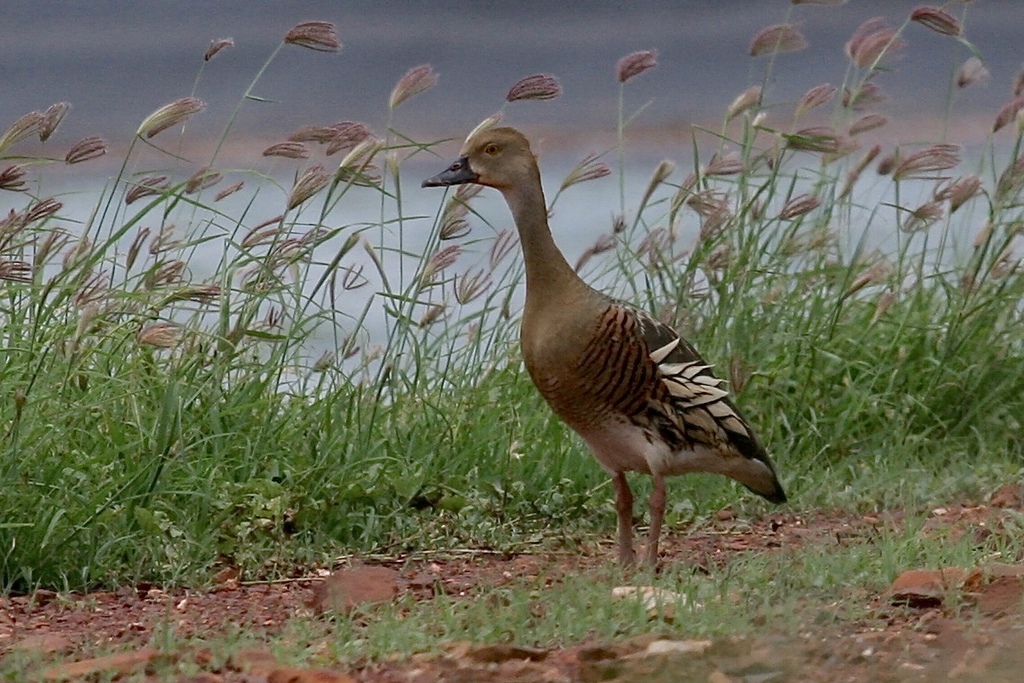 Plumed Whistling-Duck from Tennant Creek NT 0860, Australia on January ...