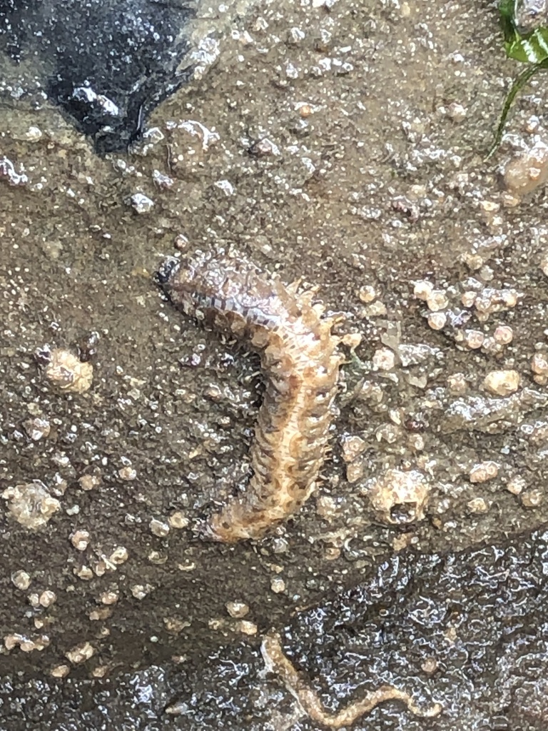 Eighteen-scaled Worm from Whatcom County, US-WA, US on July 17, 2023 at ...