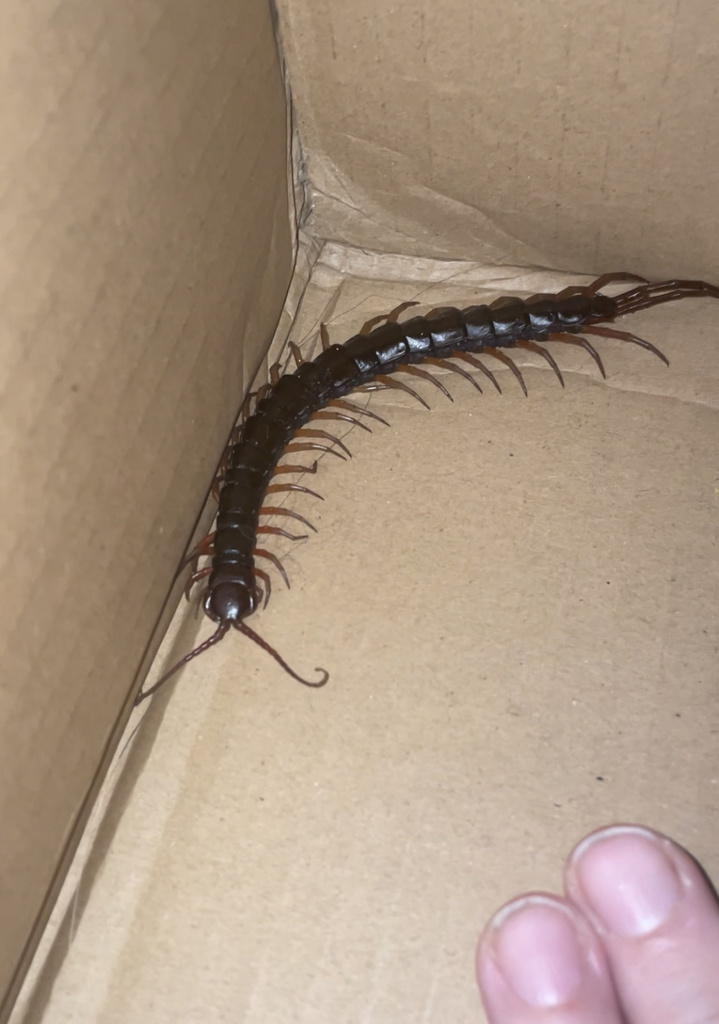 Pacific Giant Centipede from Oʻahu, Ewa Beach, HI, US on July 17, 2023 ...