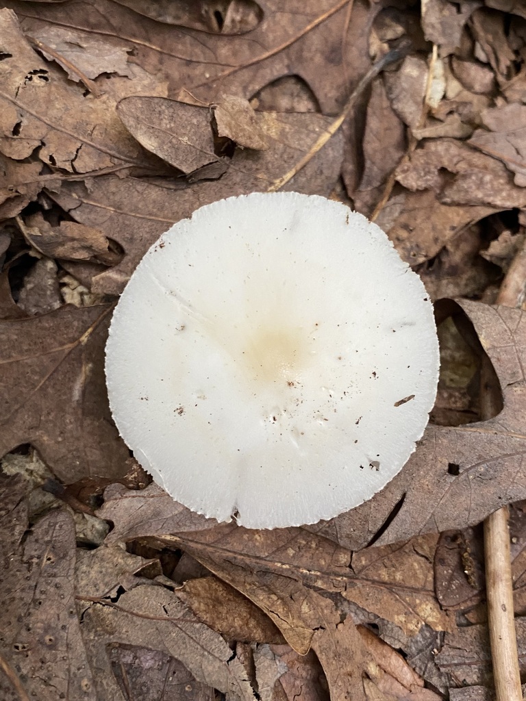 Eastern North American Destroying Angel in July 2023 by jim. Yellow KOH ...