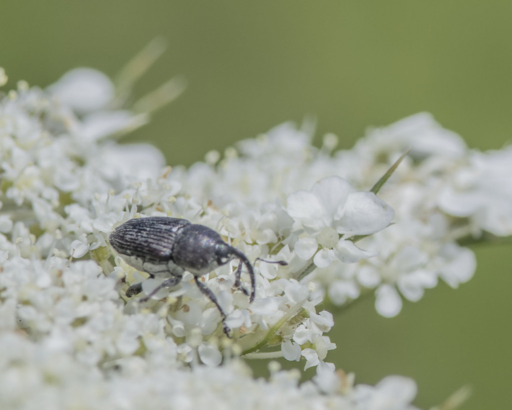 Odontocorynus salebrosus from Dupage County, IL, USA on July 17, 2023 ...