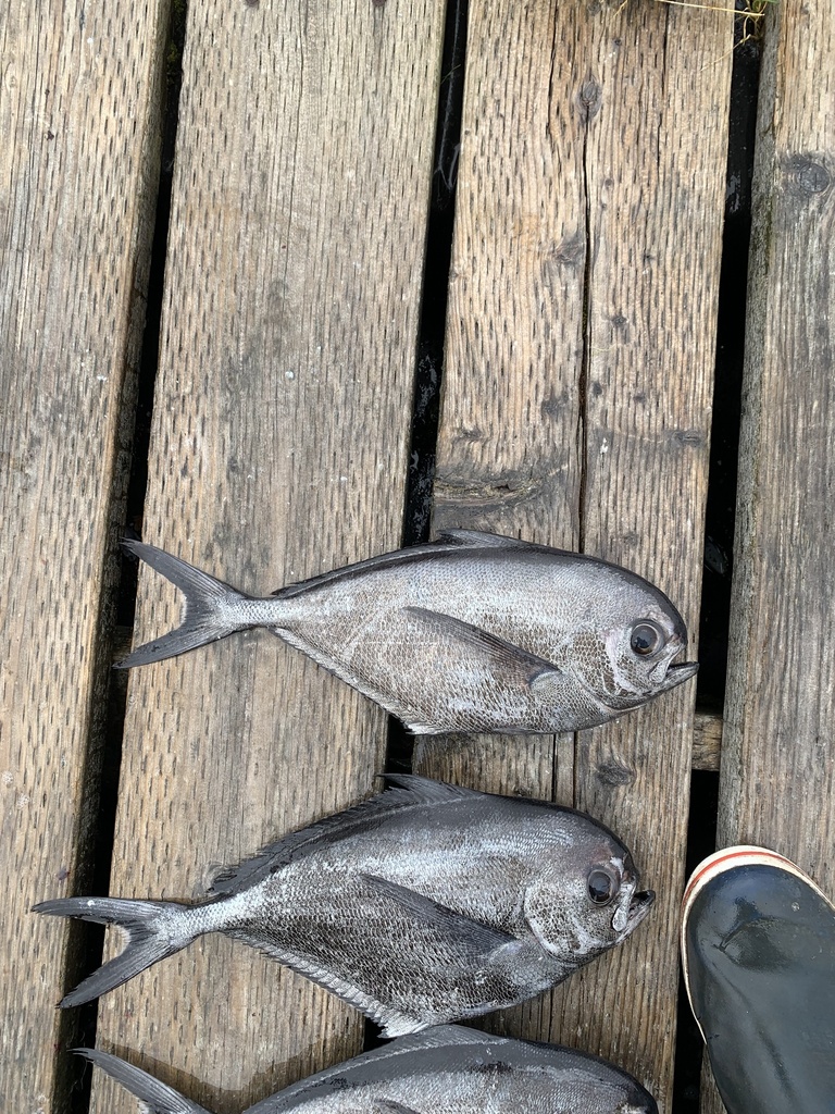 Pacific Pomfret from North Pacific Ocean, US on July 18, 2023 at 03:26 ...