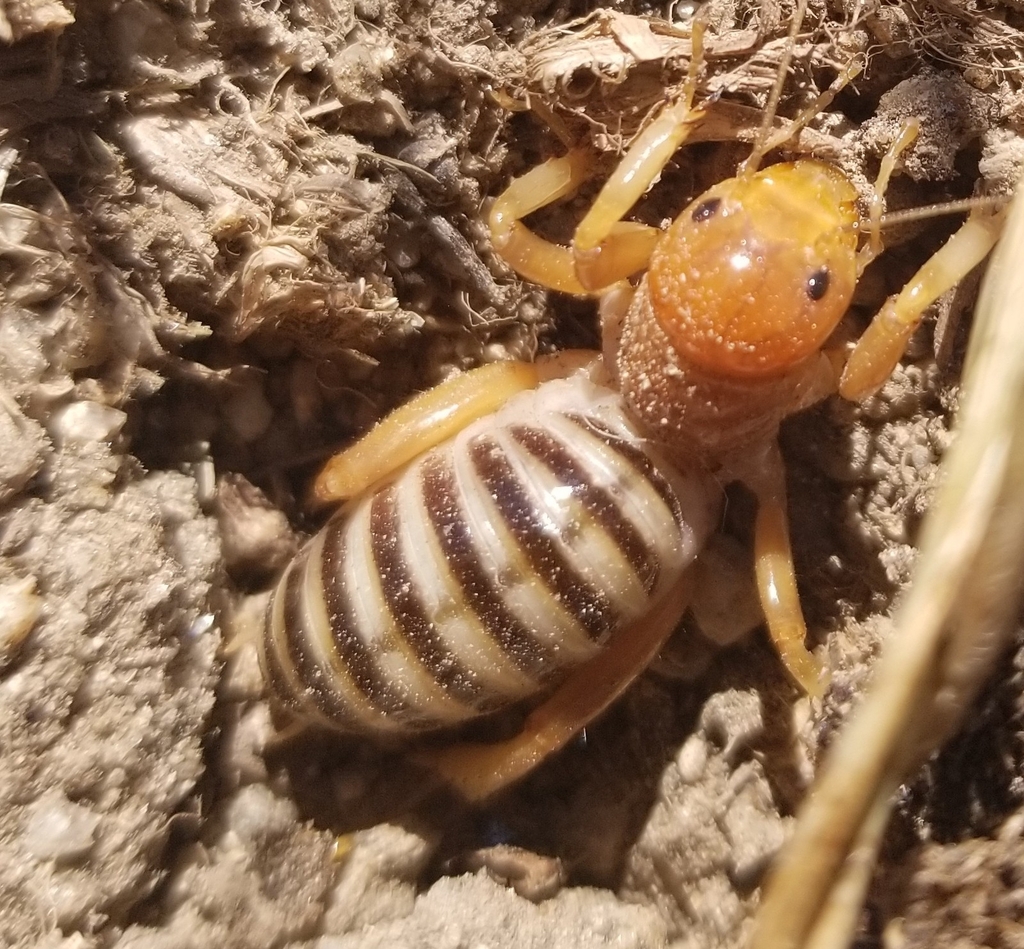 North American Jerusalem Crickets from Garden City, ID 83714, USA on ...