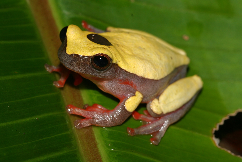 Variable Clown Tree Frog from Payamino, Ecuador on August 5, 2007 at 01 ...