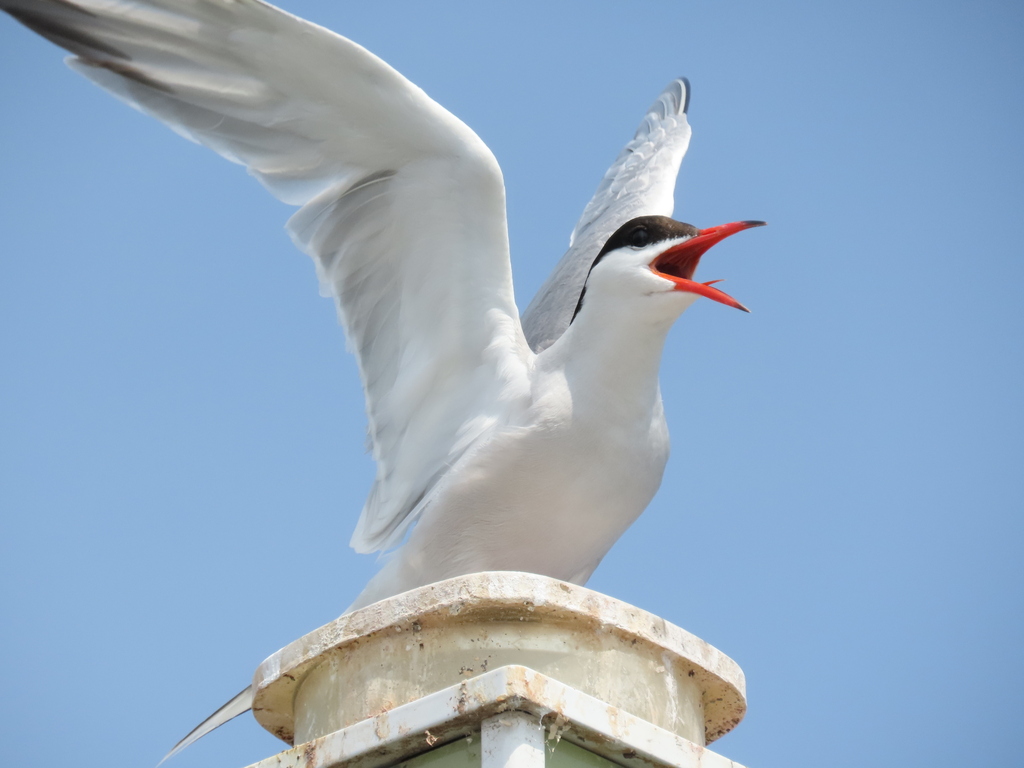Common Tern from Cheboygan County, MI, USA on June 28, 2023 at 03:18 PM ...