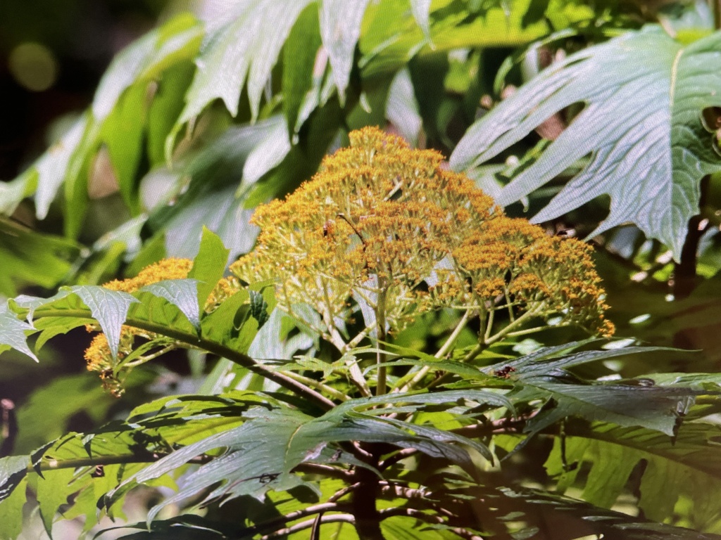 dicots from Avenida 12A, Heredia, Heredia, CR on April 1, 2023 at 07:28 ...