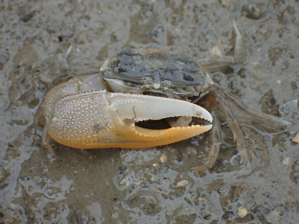 Northern Calling Fiddler Crab from 福建省厦门市思明区环岛东路F5QX+CQ9 邮政编码: 361016 ...