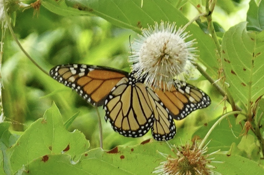 Monarch from 21901 Farm to Market Rd 762, Needville, TX 77461 on July ...