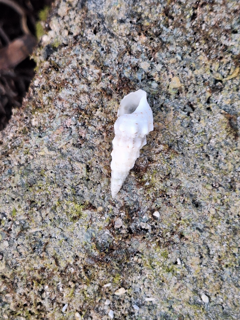 Cerith Snails and Allies from Green Island, QLD, Australia on July 10 ...