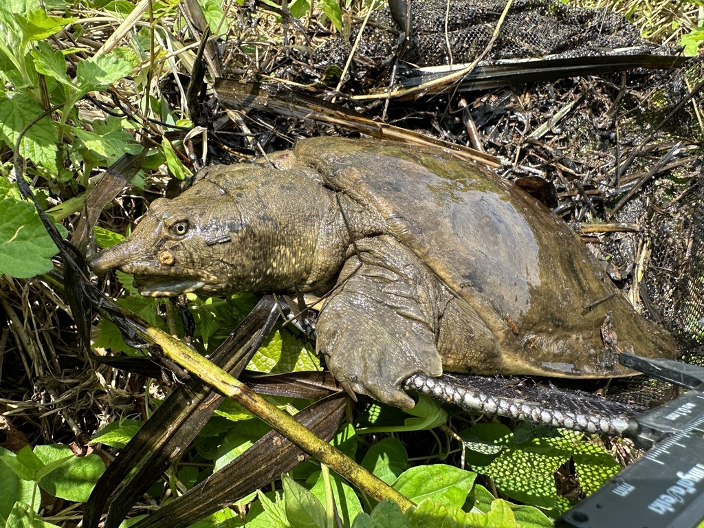 Chinese Softshell Turtle in July 2023 by azunyampus · iNaturalist