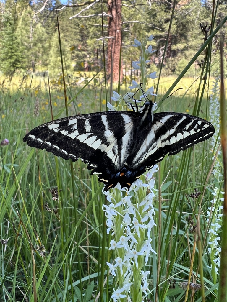 Pale Swallowtail from Tahoe National Forest, Chilcoot, CA, US on July ...