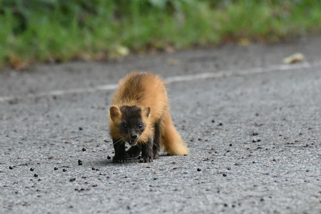 Japanese Marten (Martes melampus) - Know Your Mammals