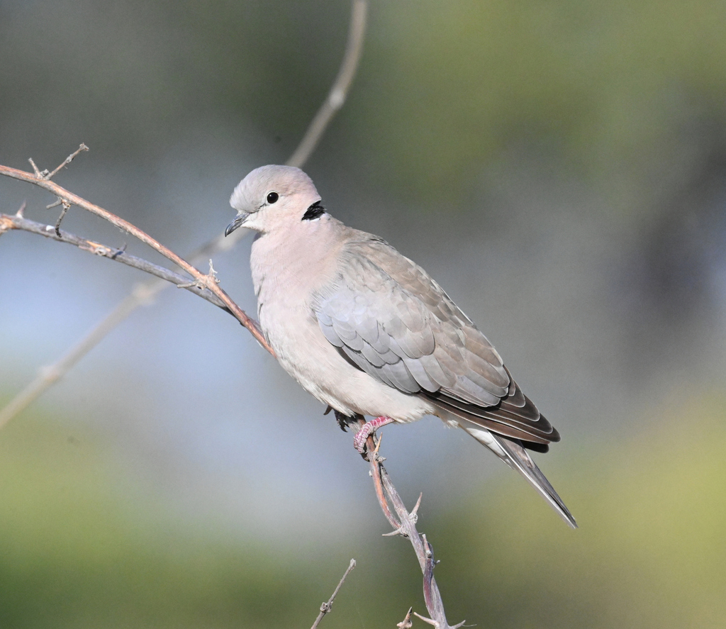 Tropical Cape Turtle Dove from Ngamiland East, Botswana on 02 July ...