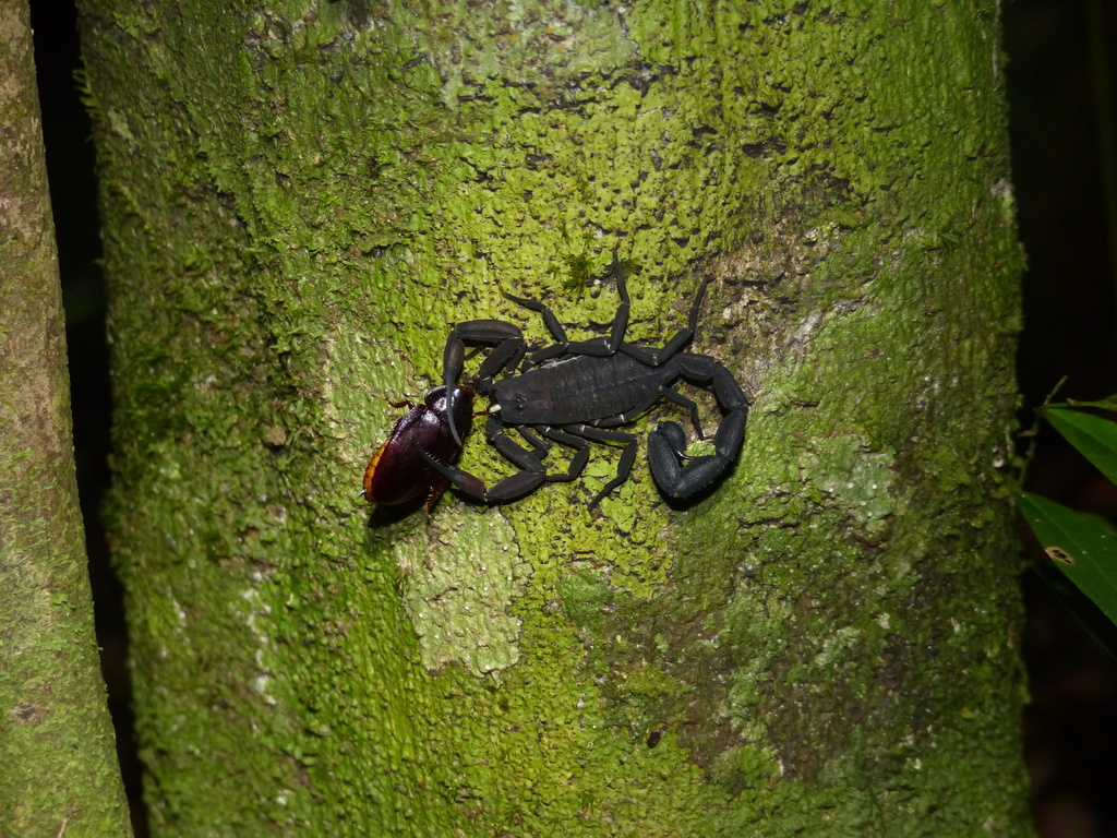 Tityus obscurus from Régina 97390, Guyane française on July 16, 2023 at ...