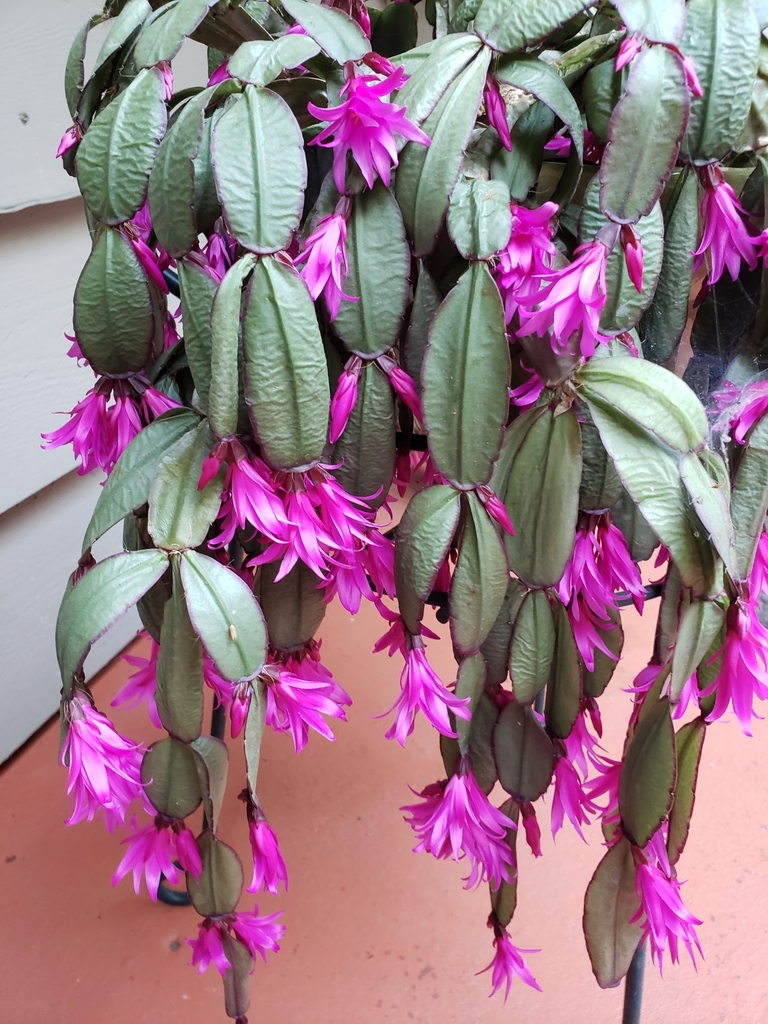 Crab Cactus from Santa Cruz, CA 95065, USA on July 18, 2023 at 06:50 PM ...
