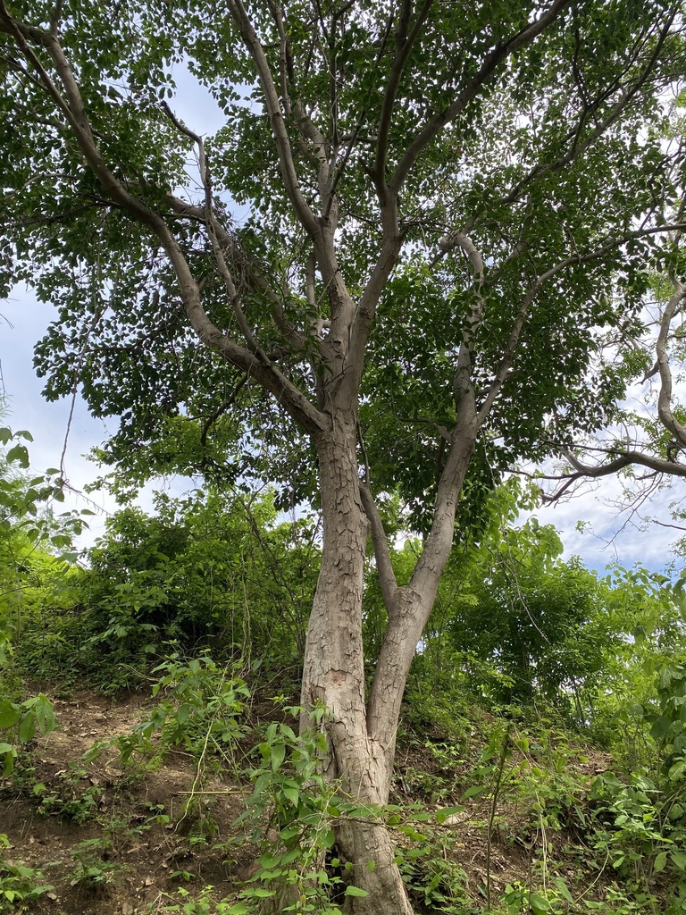 Sideroxylon capiri from Manzanillo, COL, MX on July 18, 2023 at 08:04 ...
