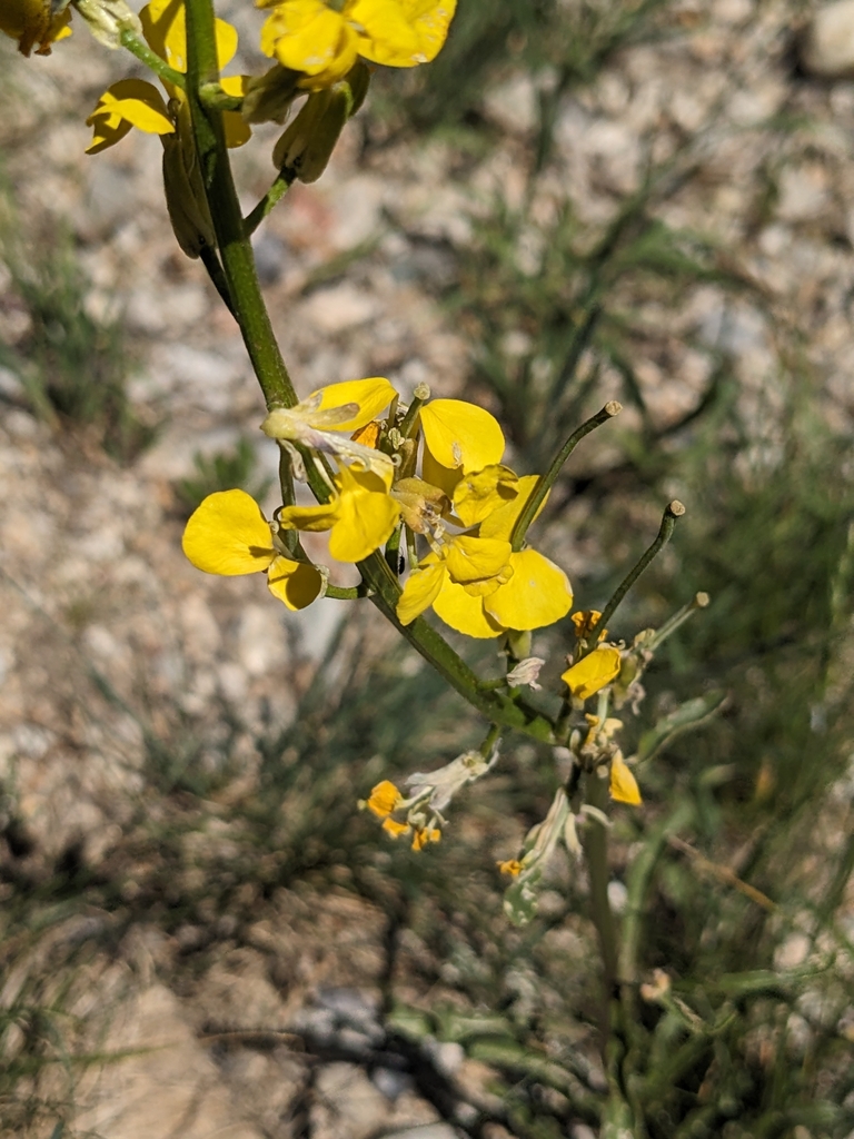 Prairie-rocket Wallflower from Alta, UT 84092, USA on July 15, 2023 at ...