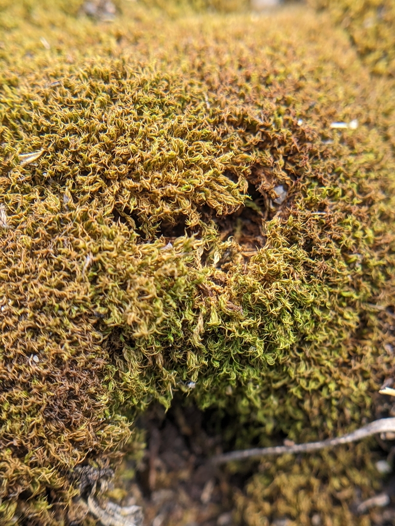 Twisted Moss from Taylor, MI 48180, USA on July 18, 2023 at 03:50 PM by ...