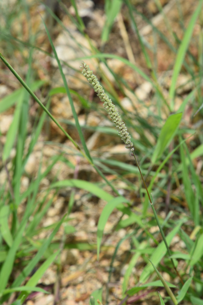 African bur-grass from Licang District, Qingdao, Shandong, China on ...