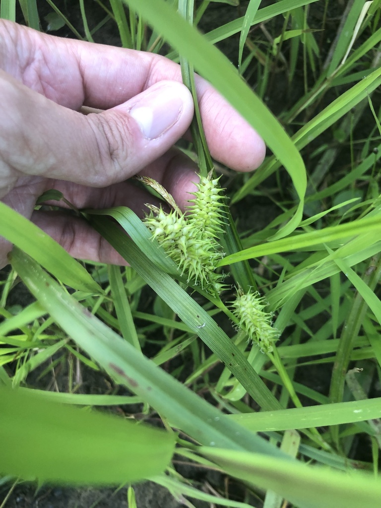 retrorse sedge from Lakehead University - Thunder Bay Campus, Thunder ...