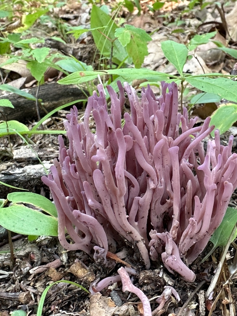 violet coral fungus from Rock Meadow, Waltham, MA, US on July 18, 2023 ...
