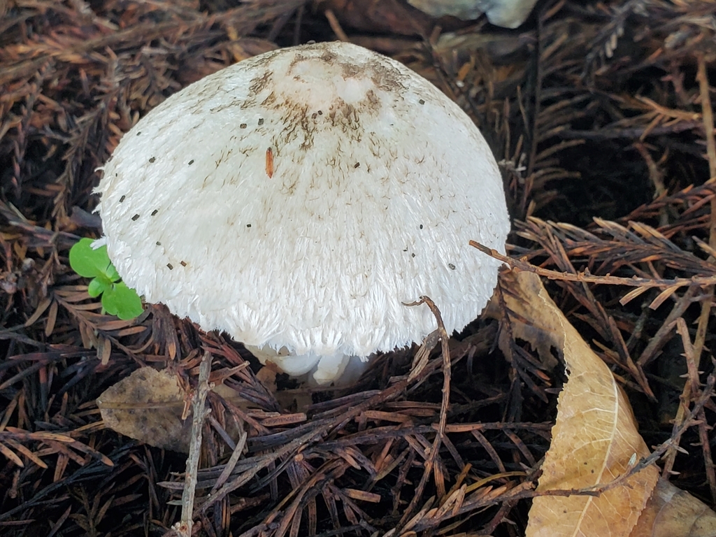 smoky dapperling from Sta Anita, 59750 Tangancícuaro de Arista, Mich ...
