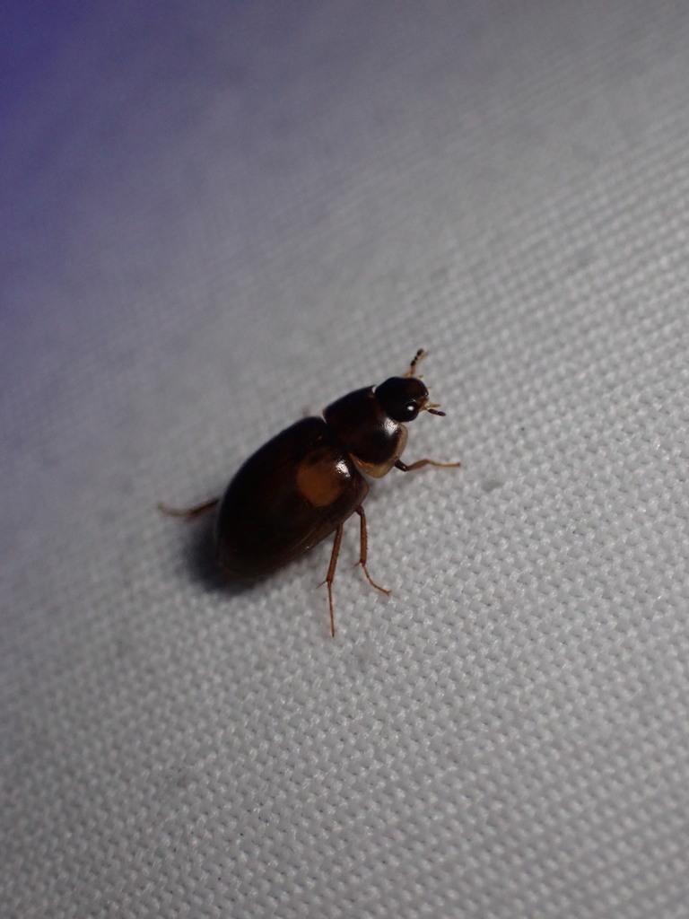 Enochrus in July 2023 by u_phantasticus · iNaturalist