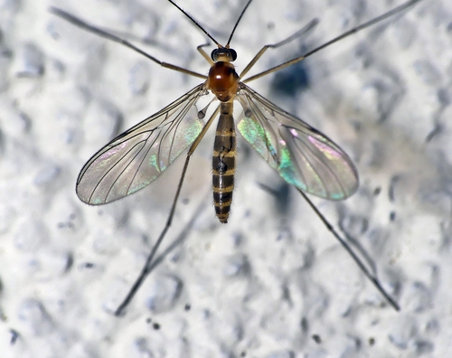 Macrocera mastersi · iNaturalist