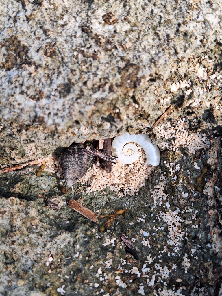 Tropical Periwinkle from Green Island, QLD, Australia on July 10, 2023 ...